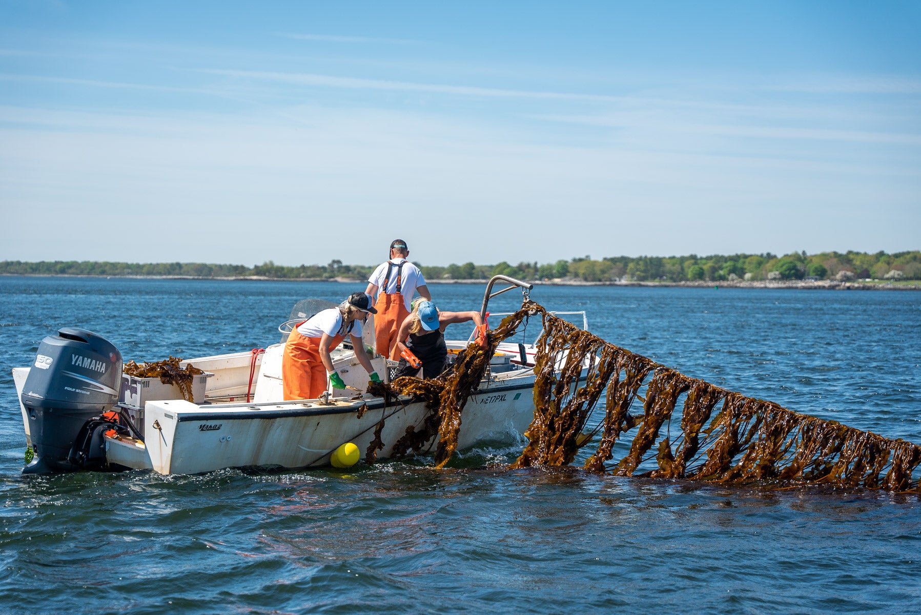Our Kelp Farm – Cold Current Kelp